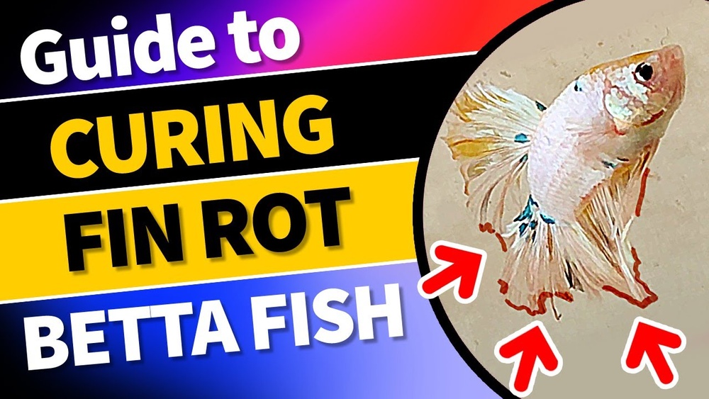 A Guide To Fin Rot Treatment - Smart Pets Lover