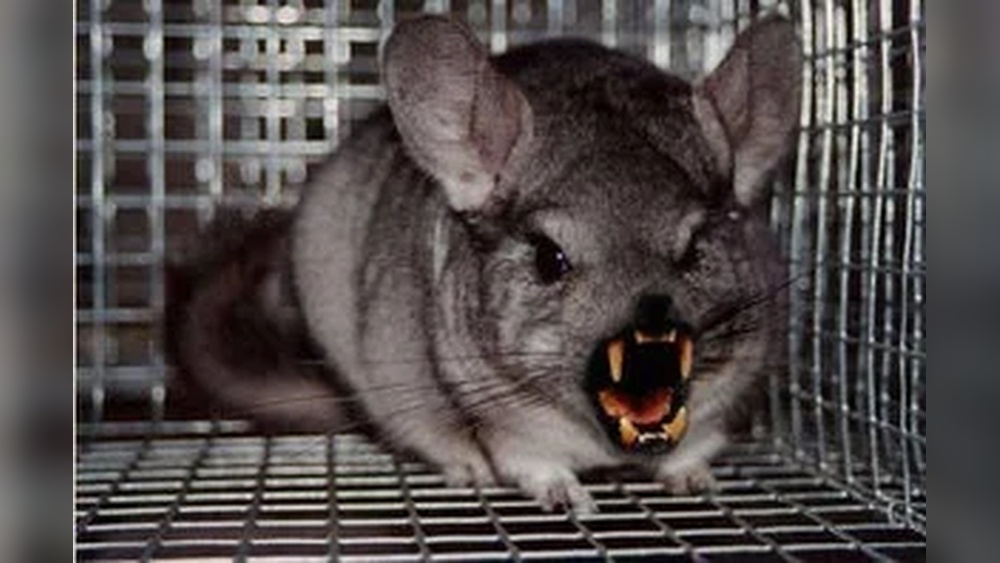 Are Chinchillas Aggressive: Truths Every Owner Must Know - Smart Pets Lover