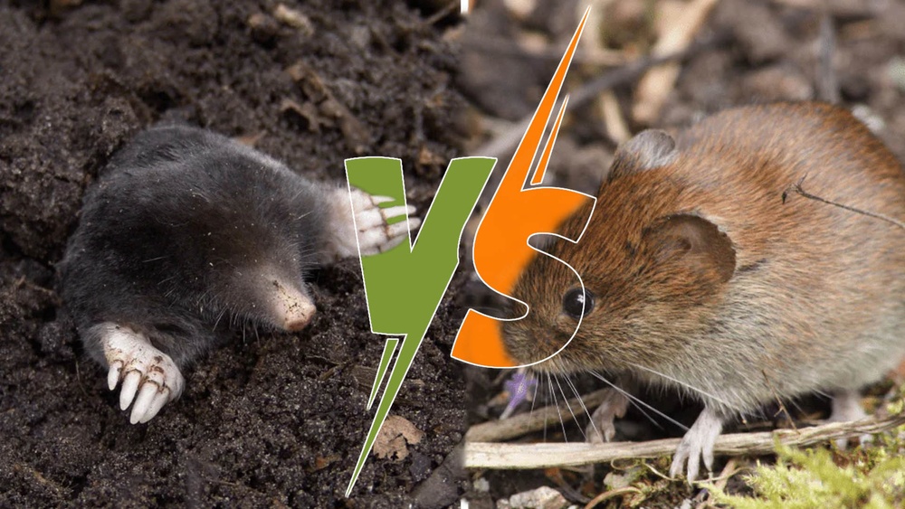 Are Moles Rodents The Myth And The Truth: Unveiling Facts - Smart Pets ...