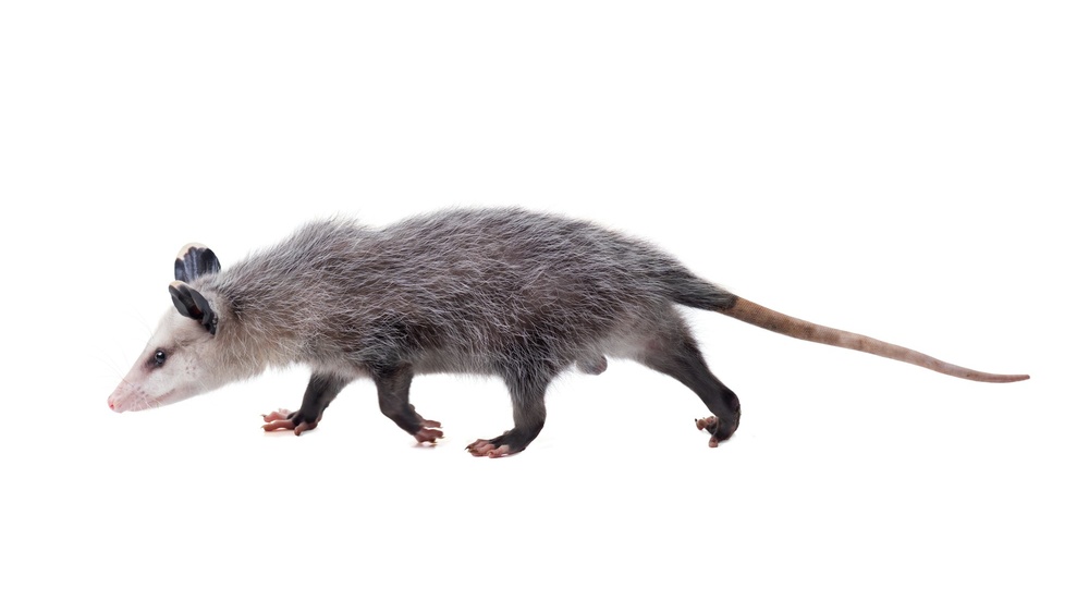 Are Possums Rodents? Unveiling the Surprising Truth - Smart Pets Lover
