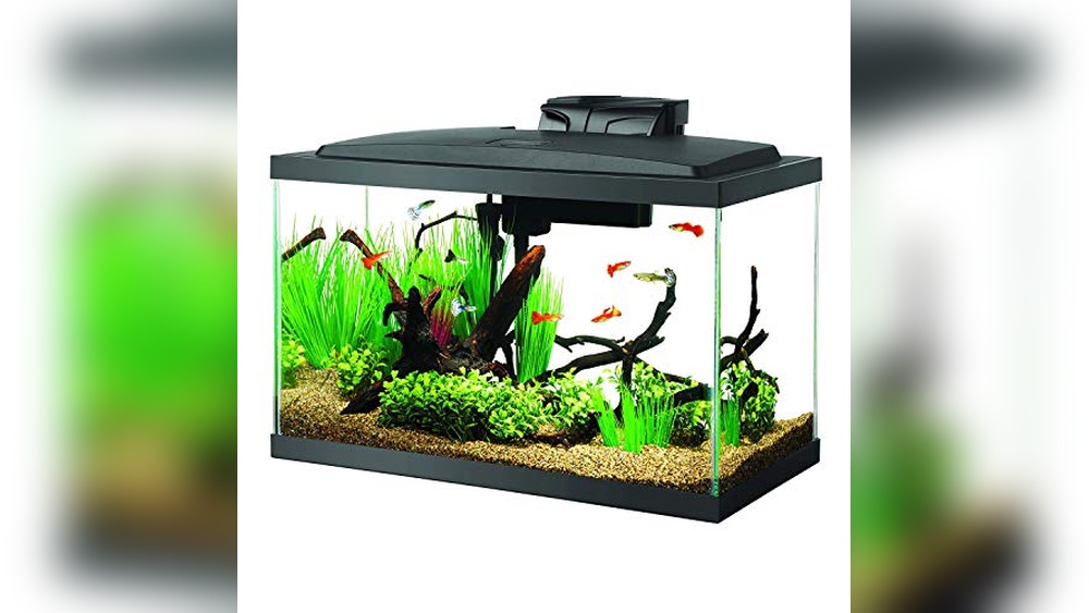 Best Aquarium Starter Kit for Beginners: Top Easy-Setup Fish Tanks ...