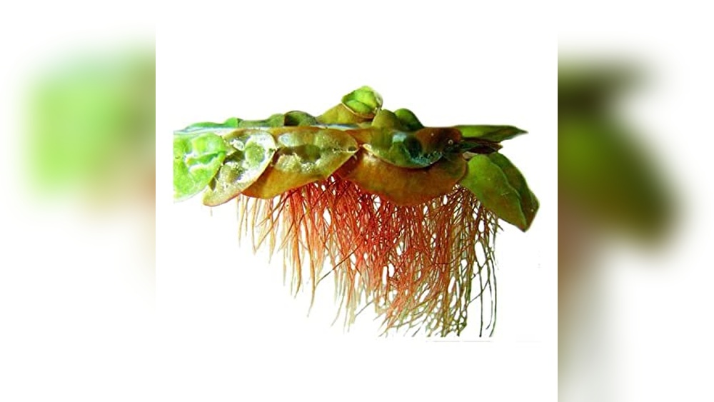 Best Floating Plants for Shade & Nitrates: Top Aquarium Picks - Smart ...