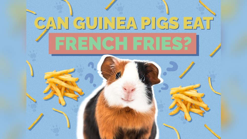 Can Guinea Pigs Eat French Fries: Shocking Truth Revealed! - Smart Pets ...