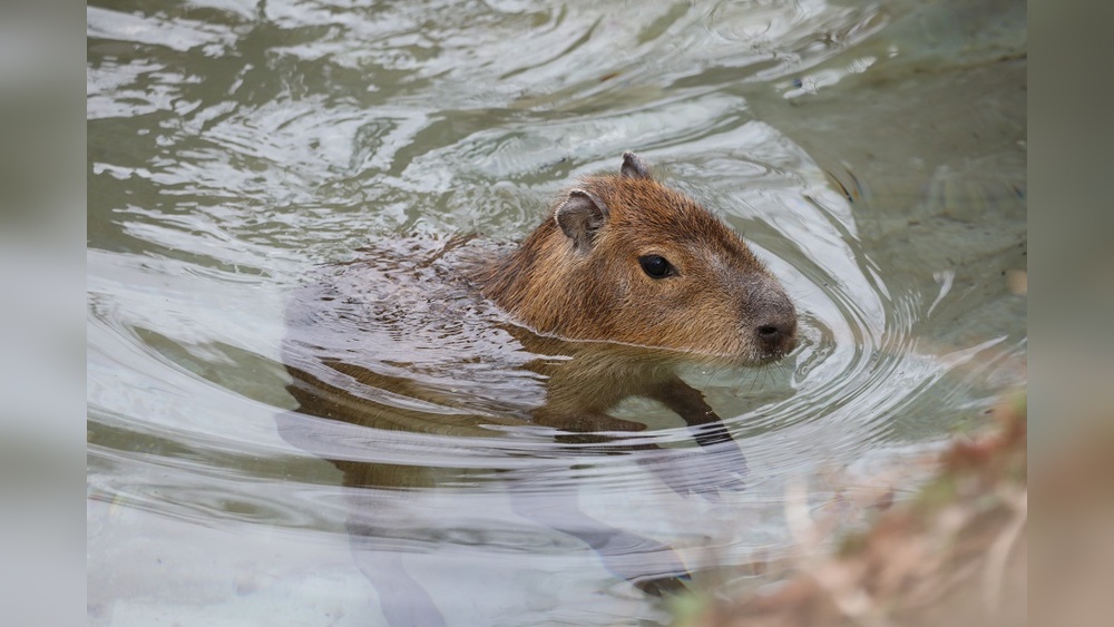 Capybara Swim: Discover the Amazing Aquatic Habits of Nature’s Giant ...