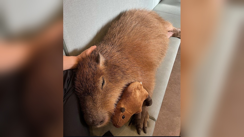 Capybaras Sleep: Surprising Facts About Their Unique Rest Patterns - Smart Pets Lover