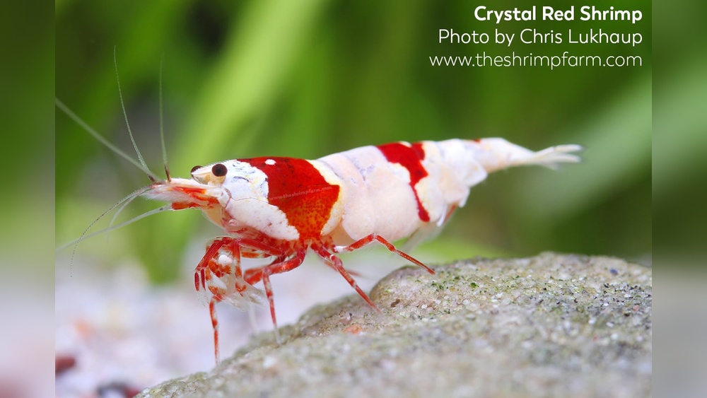 Crystal Red Shrimp - Smart Pets Lover