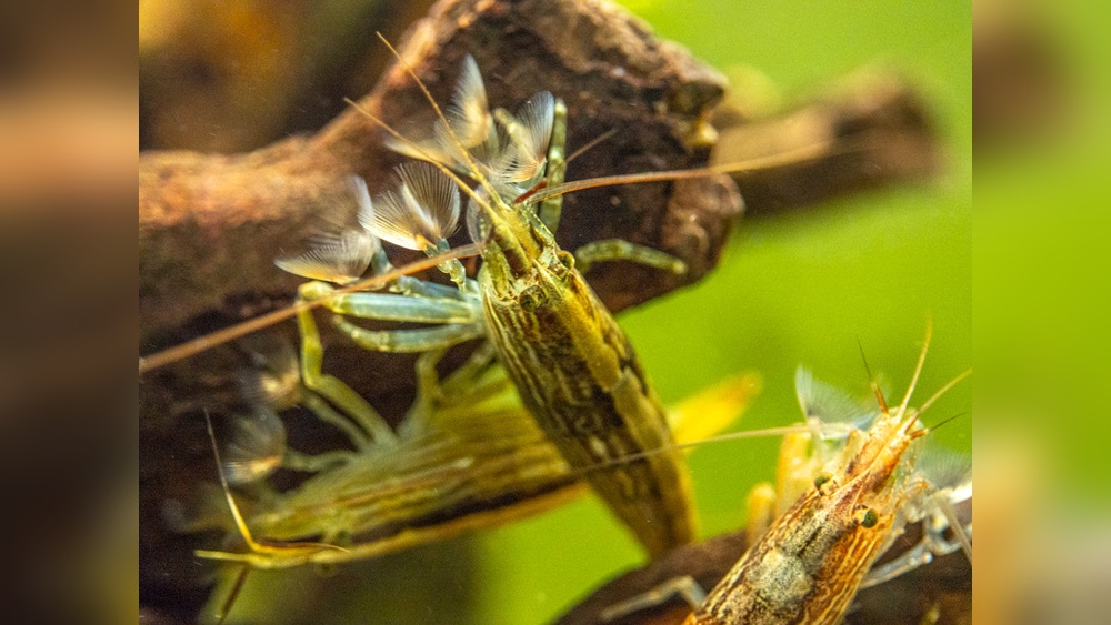 Flower Shrimp - Smart Pets Lover