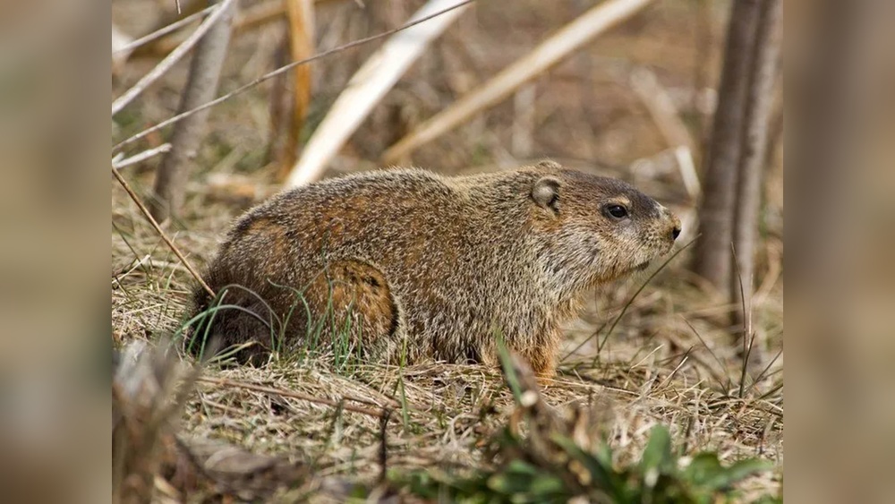 Groundhog Hibernation: Unveiling Nature’s Winter Sleep Secrets - Smart ...