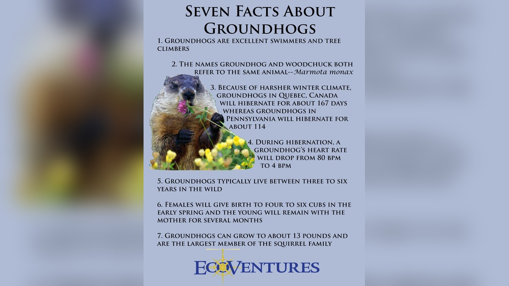 Groundhogs Facts: Surprising Truths You Need to Know Today - Smart Pets ...