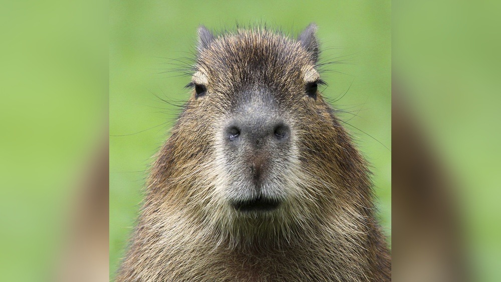 How Long Do Capybaras Live: Surprising Lifespan Facts Revealed - Smart Pets Lover