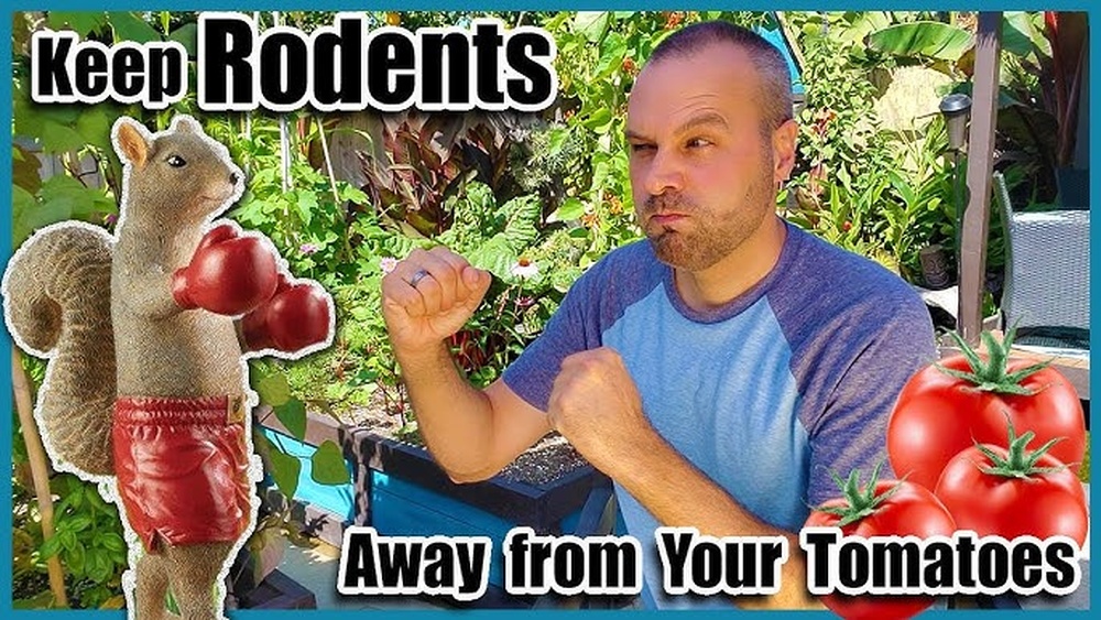 Keep Rodents From Eating Tomatoes: Effective Tips That Work Fast ...
