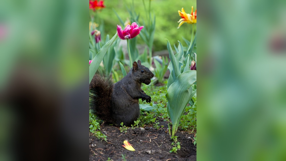 What Do Capybaras Eat: Ultimate Guide to Their Diet and Habits - Smart ...
