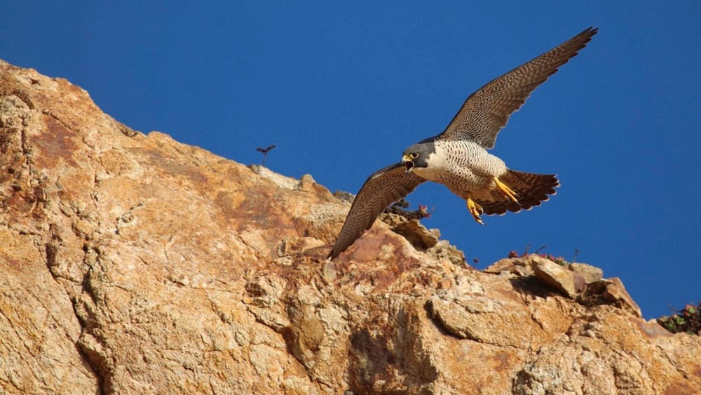 Point Reyes Bird Watching Guide - Smart Pets Lover