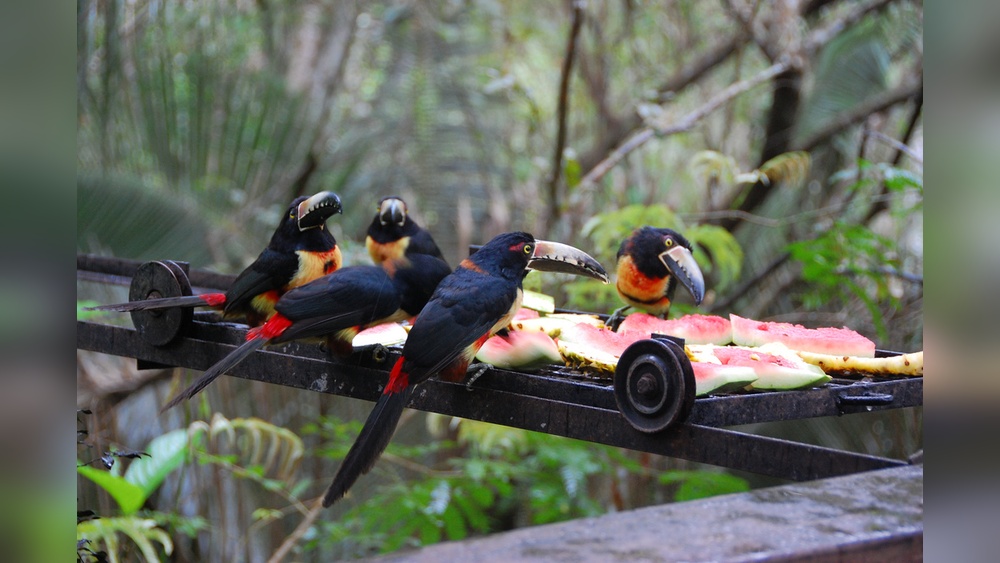 Where To Find Birds Ultimate Spots - Smart Pets Lover