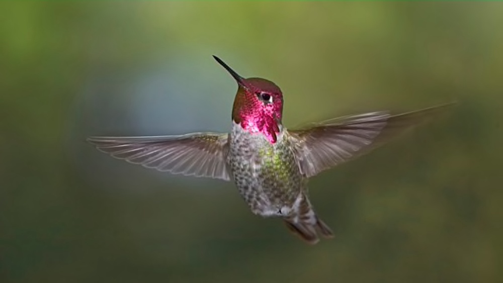 Who Is Faster Hummingbird Or Peregrine Falcon - Smart Pets Lover
